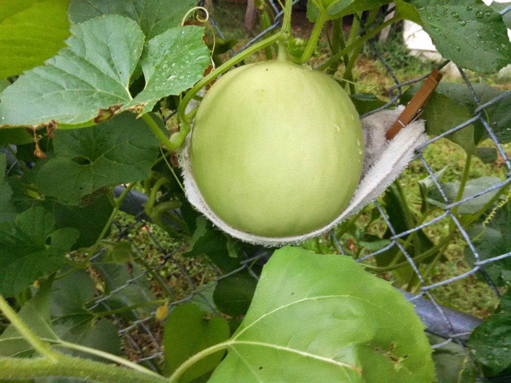 Growing Melons Vertically: Tips For Trellising Melon Vines And Fruit ...