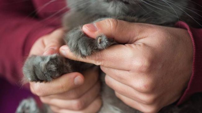 Cat nail clipping: When and how to cut cat nails at home | PetsRadar