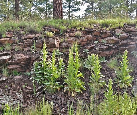 Common Mullein: Stunning Photos of the 'Flannel Leaf' Plant | Live Science