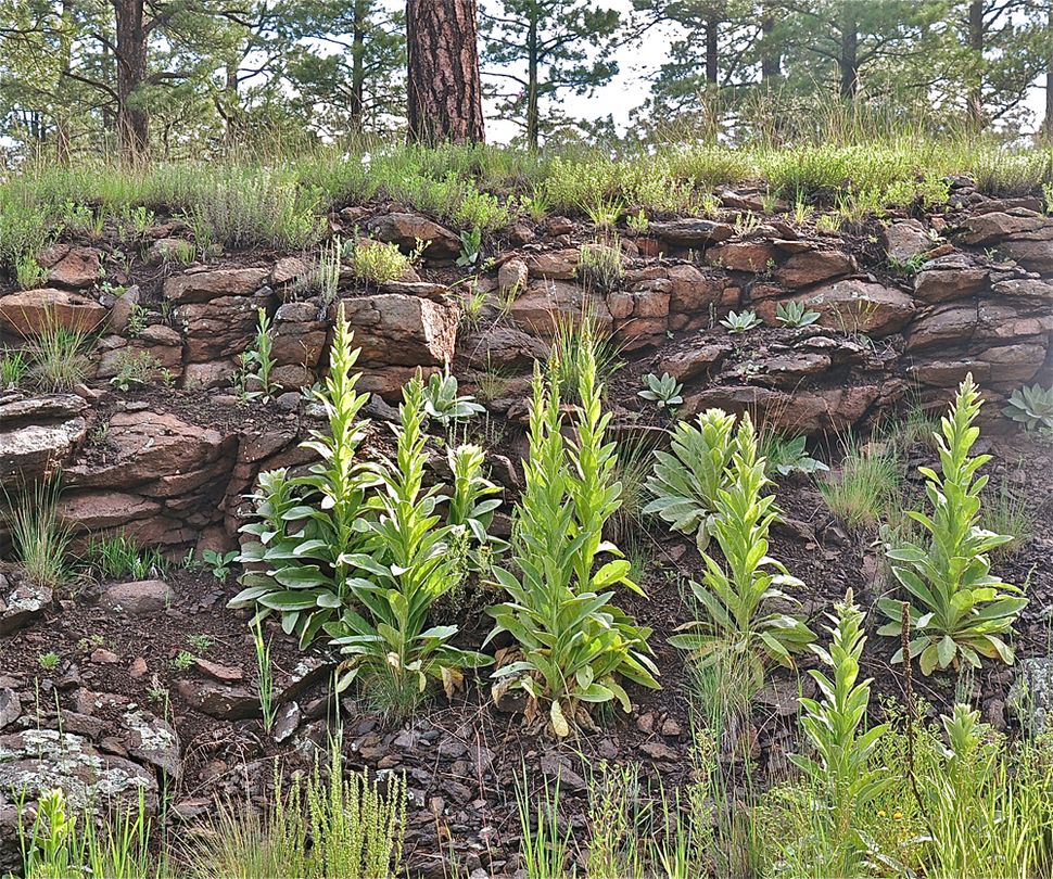Common Mullein: Stunning Photos of the 'Flannel Leaf' Plant | Live Science