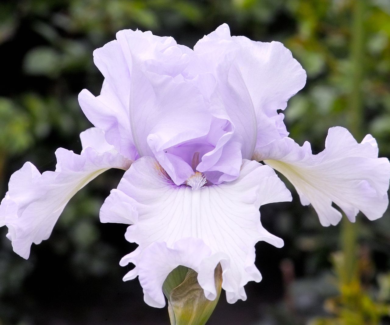 Best bearded iris varieties: 12 stunning types to try | Homes and Gardens