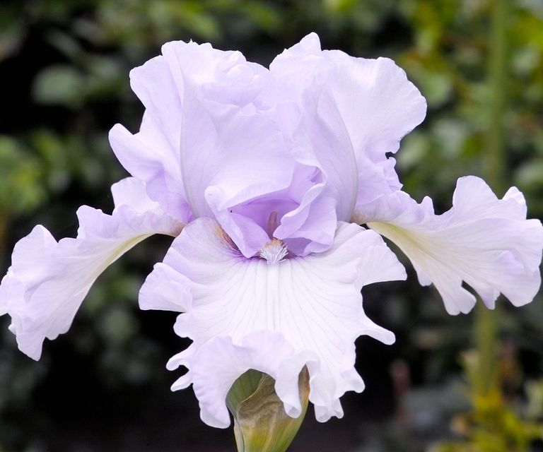 Best bearded iris varieties: 12 stunning types to try | Homes and Gardens