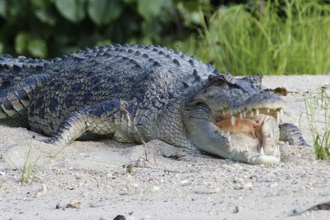 Giant 14-foot-long crocodile found with human remains in stomach | Live ...