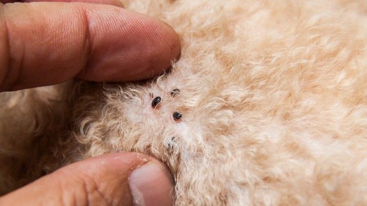 Dog fleas vs cat fleas | PetsRadar