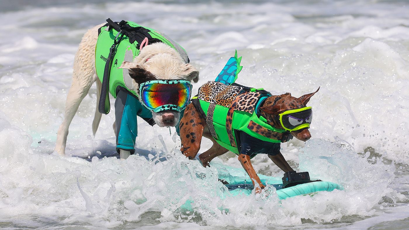 Labrador retains World Dog Surfing Championship title | PetsRadar