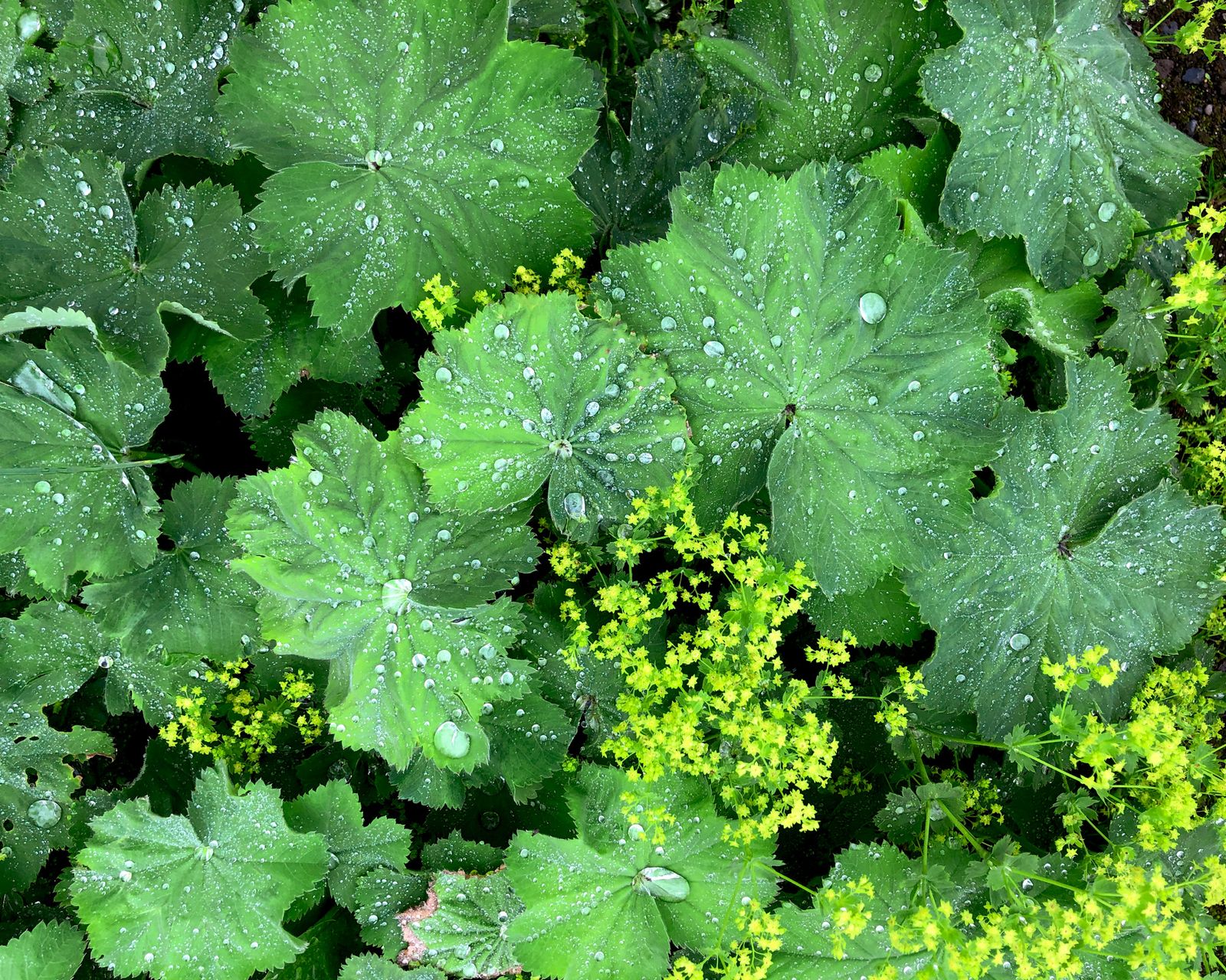 Best low maintenance ground cover plants: 11 no-fuss choices | Gardeningetc