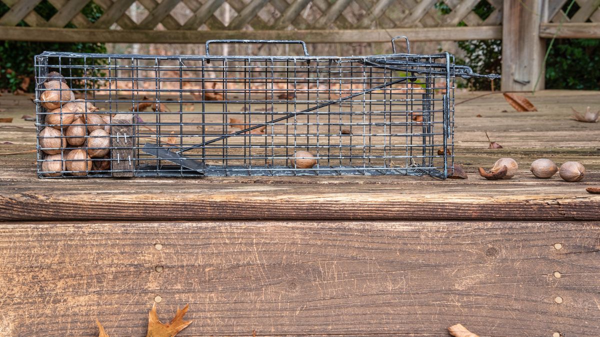 How to get rid of a skunk | Tom's Guide