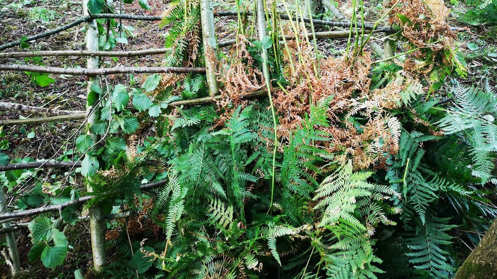 How to build a natural shelter | Advnture