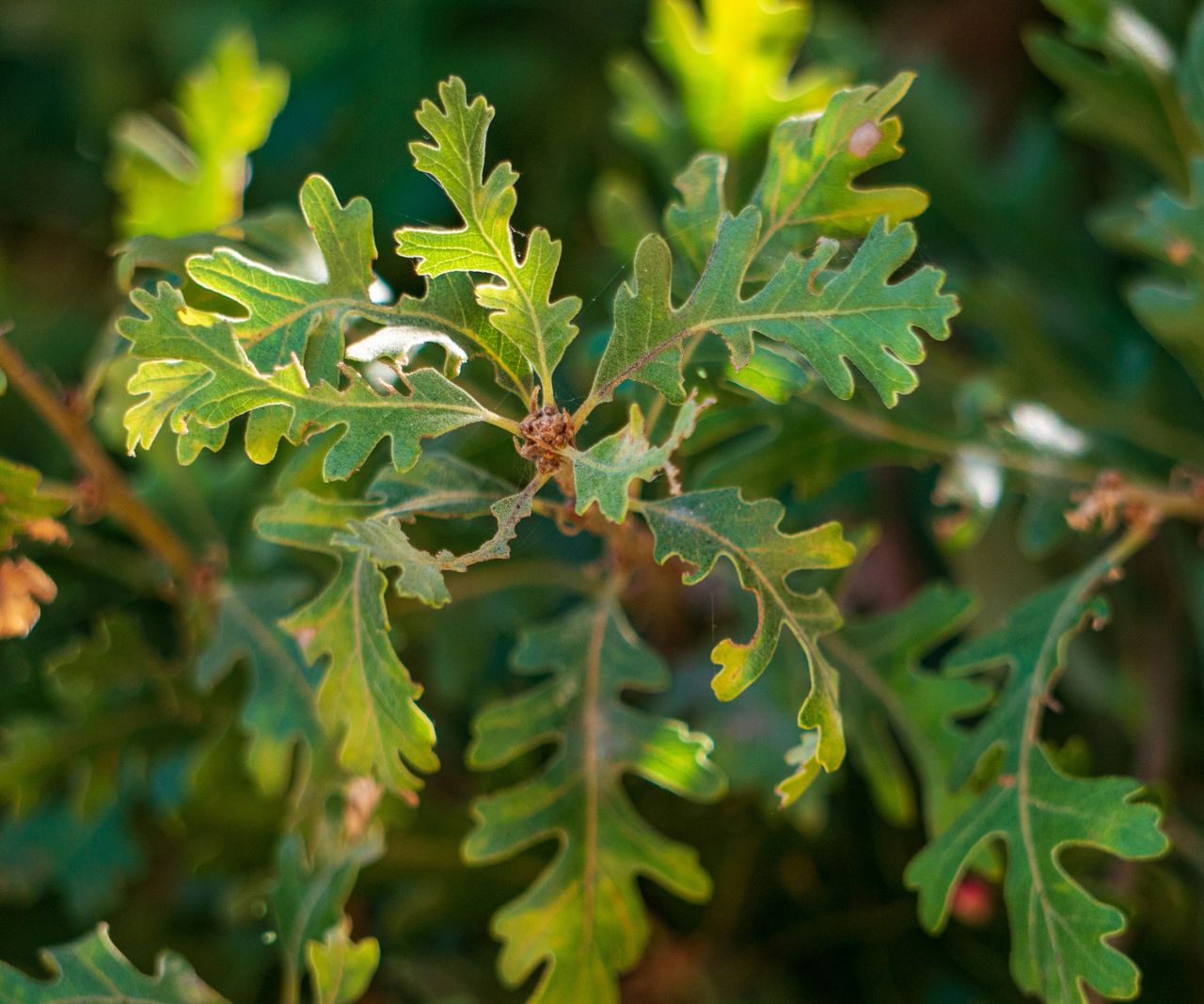 12 of the best statement trees to bring drama to your yard | Homes and ...