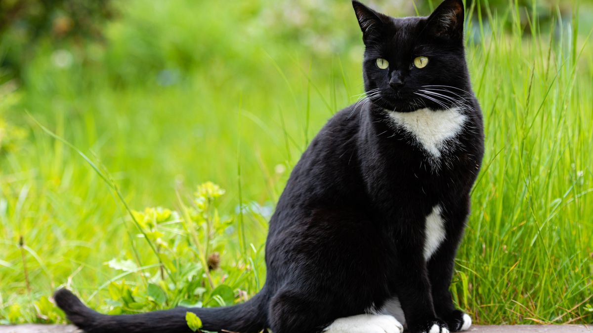 Tuxedo cats: 10 fun facts you need to know | PetsRadar