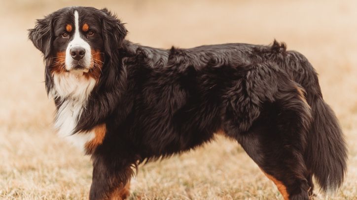 32 big dog breeds that make sensible pets | PetsRadar