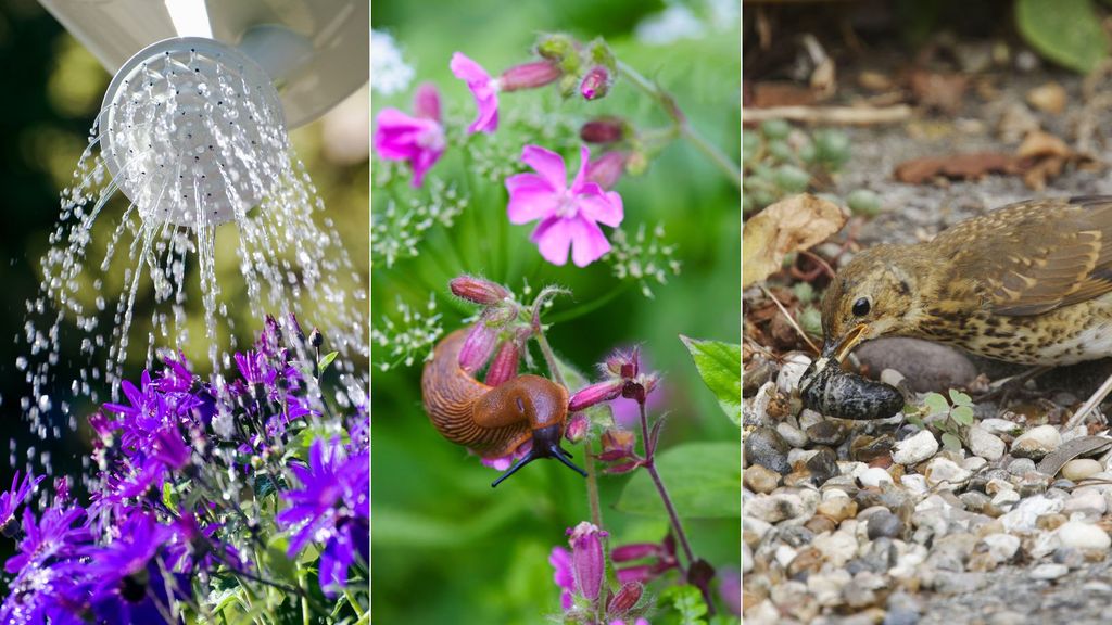 Slug control methods – experts reveal the best ways | Homes and Gardens