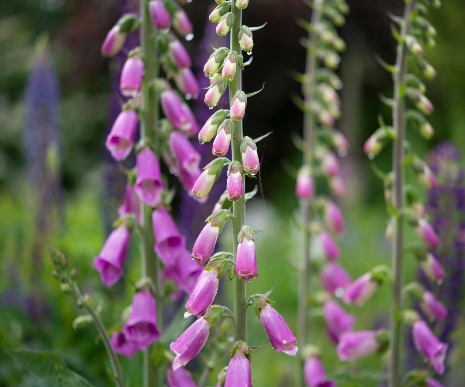 10 best English garden plants to suit for every climate | Homes and Gardens