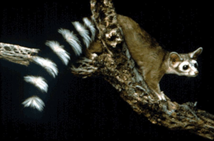 Ringtail Cats: Photos of the 'Cutest Animal in North America' | Live ...