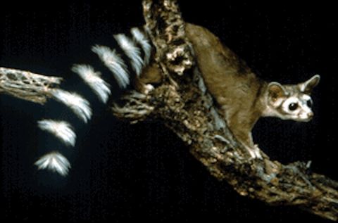 Ringtail Cats: Photos of the 'Cutest Animal in North America' | Live ...