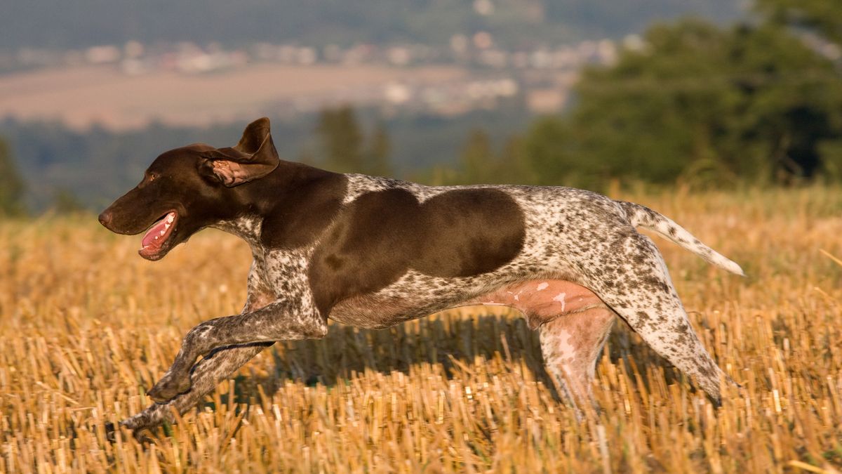 32 best dog breeds for warm climates | PetsRadar