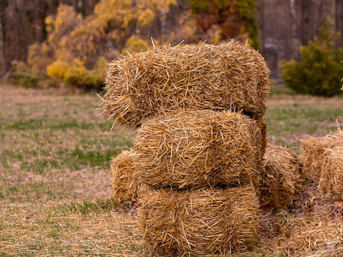 How To Build A Straw Bale Cold Frame | Gardening Know How