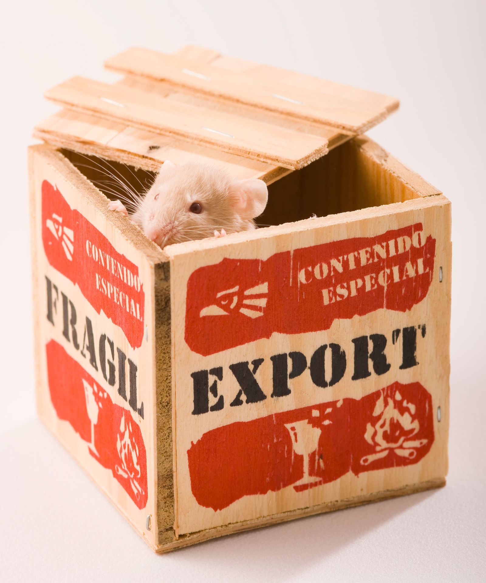 Pest experts reveal how to catch mice humanely in 5 steps | Homes and ...