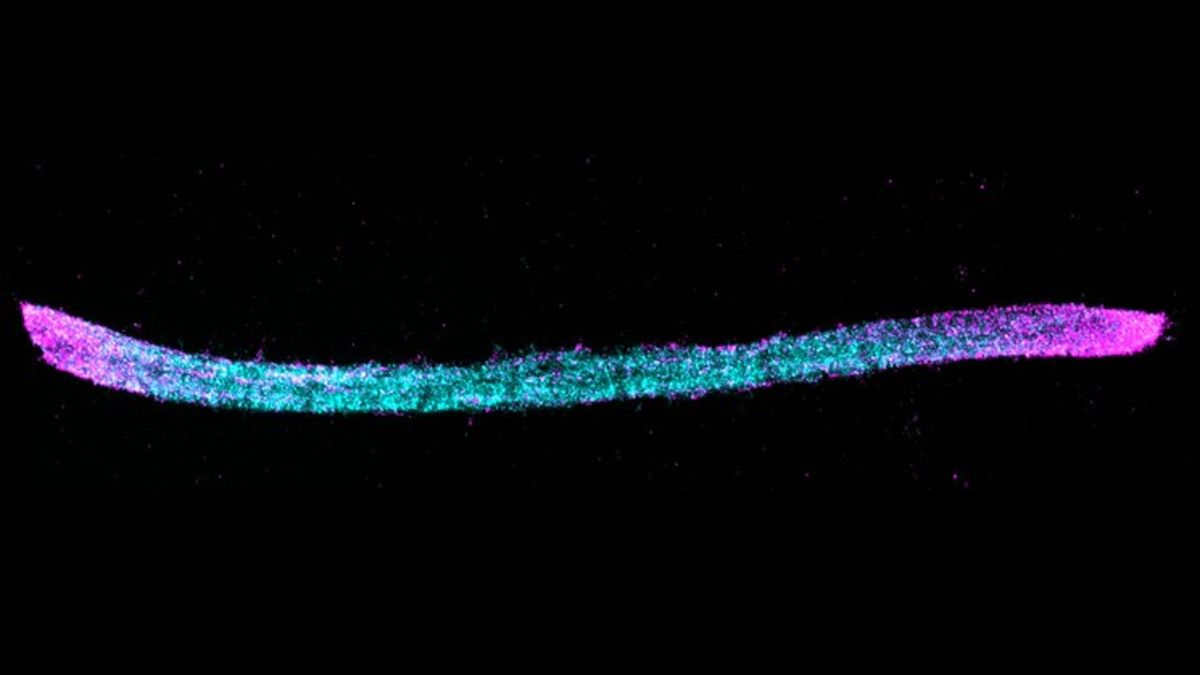 Secret inner workings of cells revealed through self-assembling 'memory ...