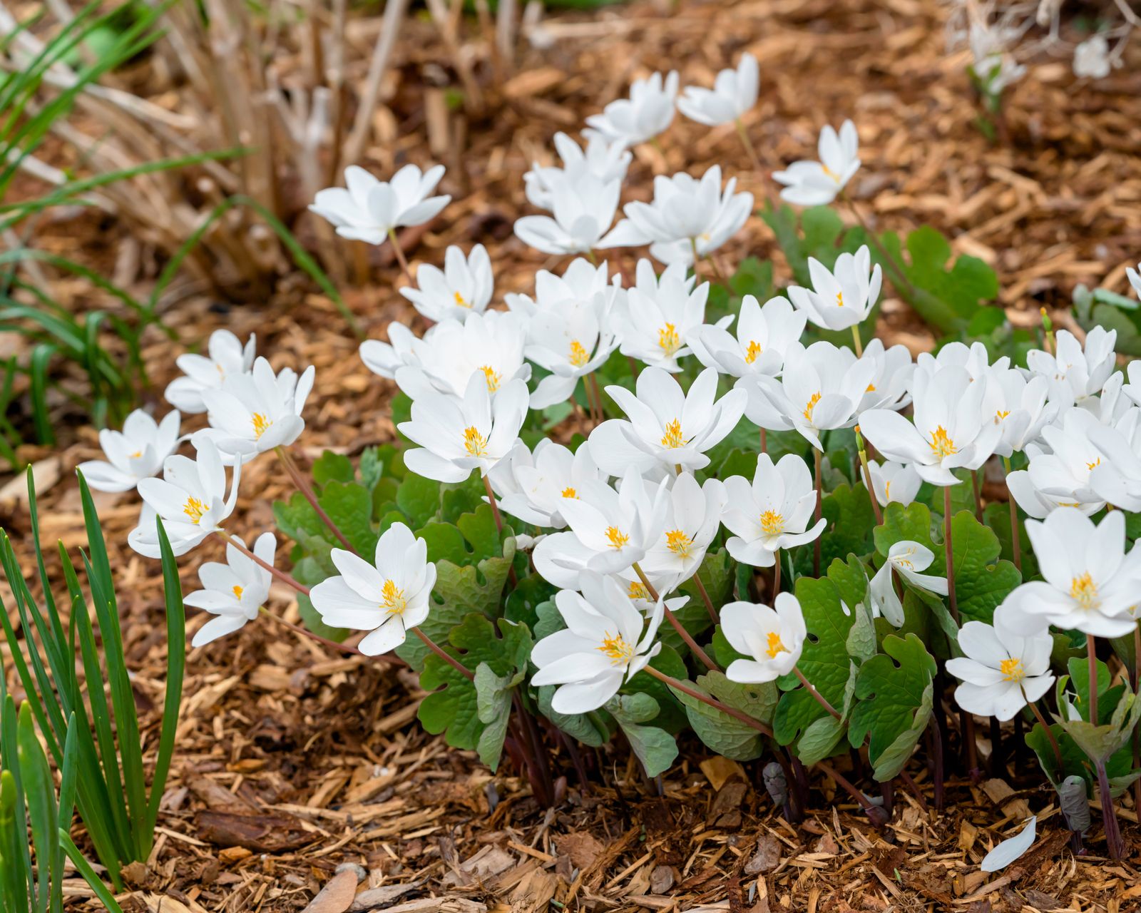 6 Native Spring Ephemerals to Add Early Beauty to the Garden ...