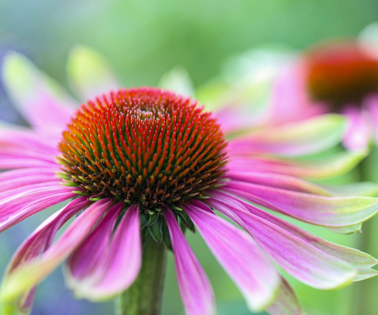 Grow These 10 Colorful Plants For A Bold And Beautiful Yard | Gardening ...