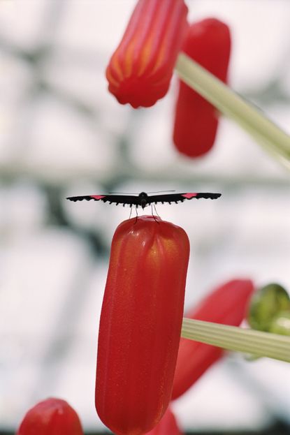 Caroline Tompkins and American photography collective friends | Wallpaper*
