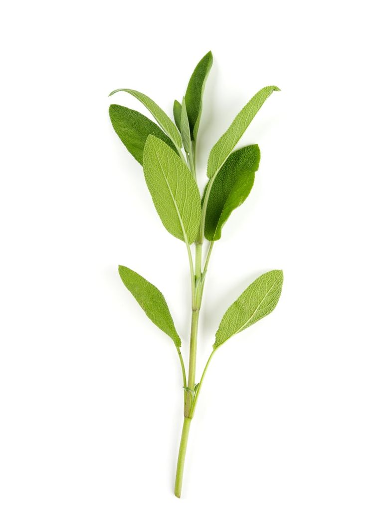 How To Root Salvia Cuttings – Learn About Propagating Salvia From ...