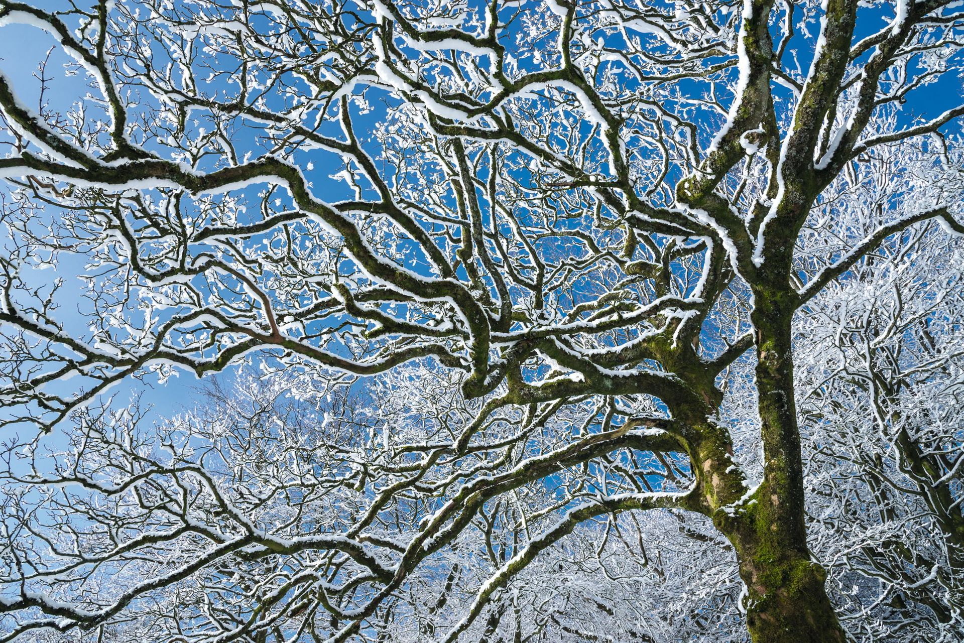 11 things to look out for on a Nature walk in winter | Country Life