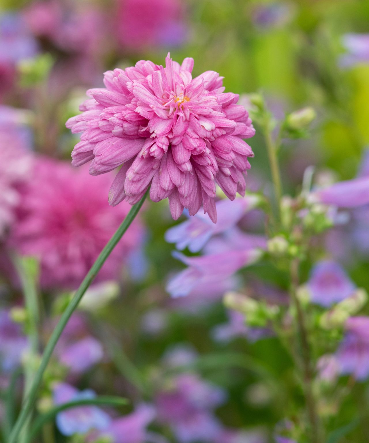 Marguerites care and growing guide: expert tips for success | Gardeningetc