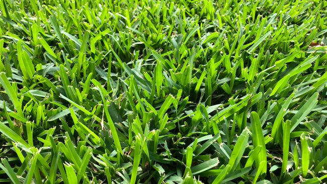 7 of the best grass types to grow — and which to get | Tom's Guide