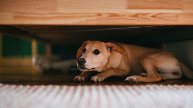 32 common dog behavior problems and solutions | PetsRadar