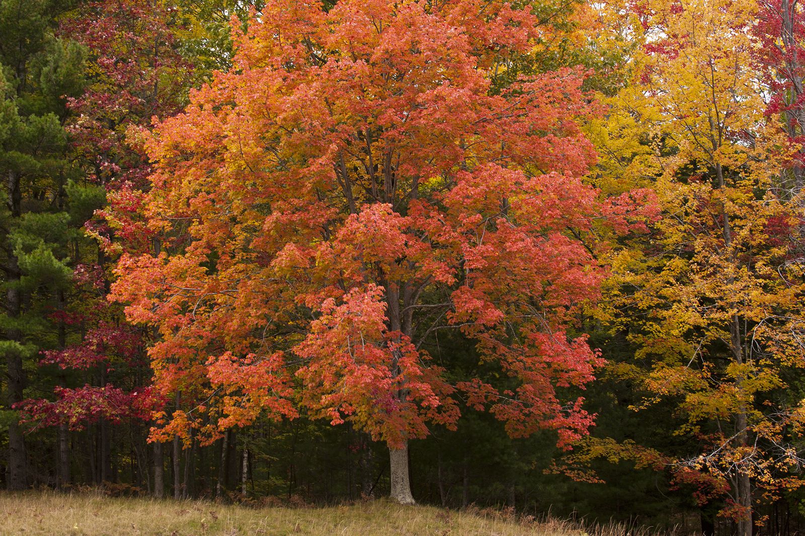 Best trees for shade: including fast-growing varieties | Homes and Gardens
