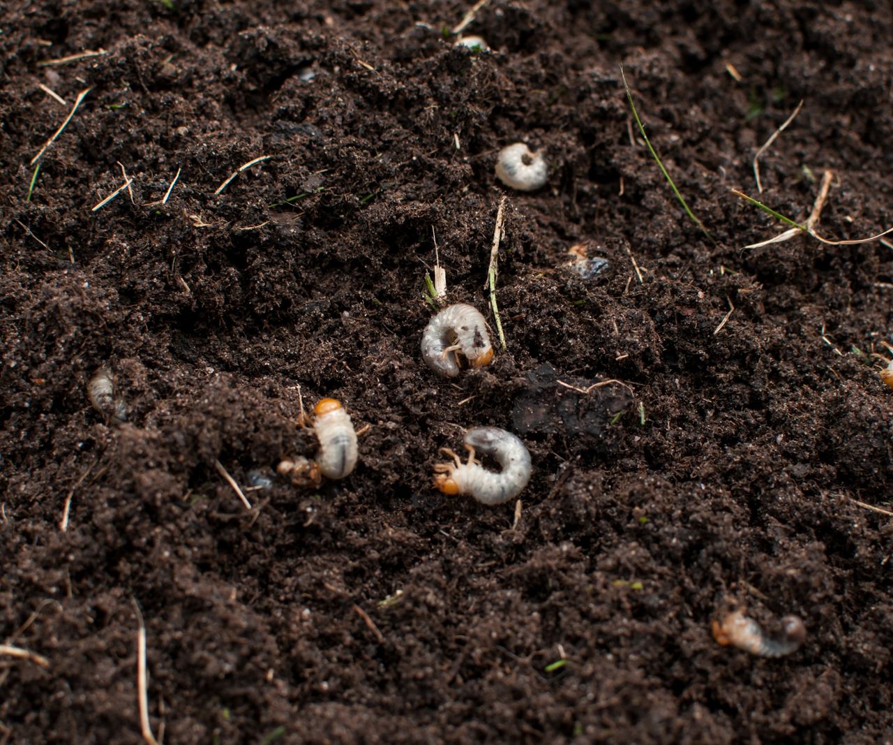 When is the best time to apply grub control? | Homes and Gardens