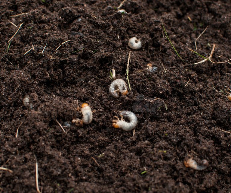 When is the best time to apply grub control? | Homes and Gardens