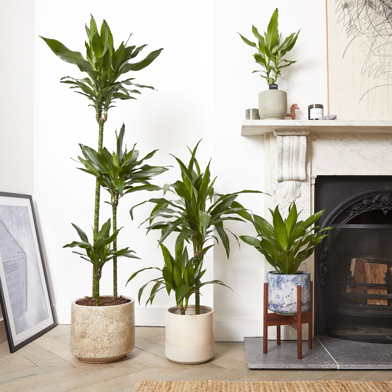 5 Best Tall Indoor Plants — "They Add So Much Shape and Color" | Livingetc