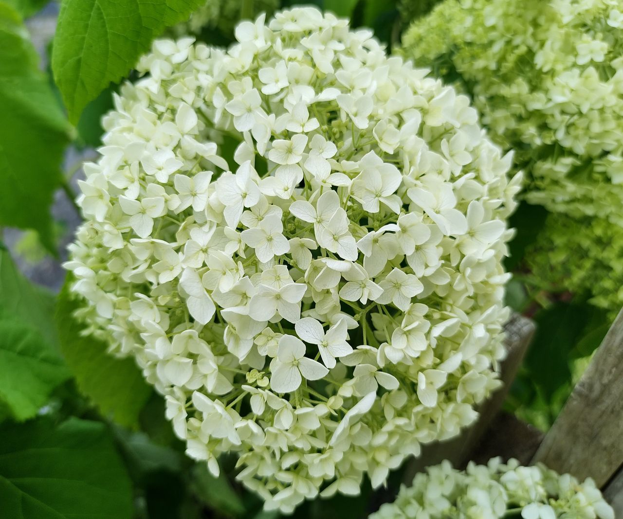 Expert tips for how to prune Annabelle hydrangeas | Homes and Gardens