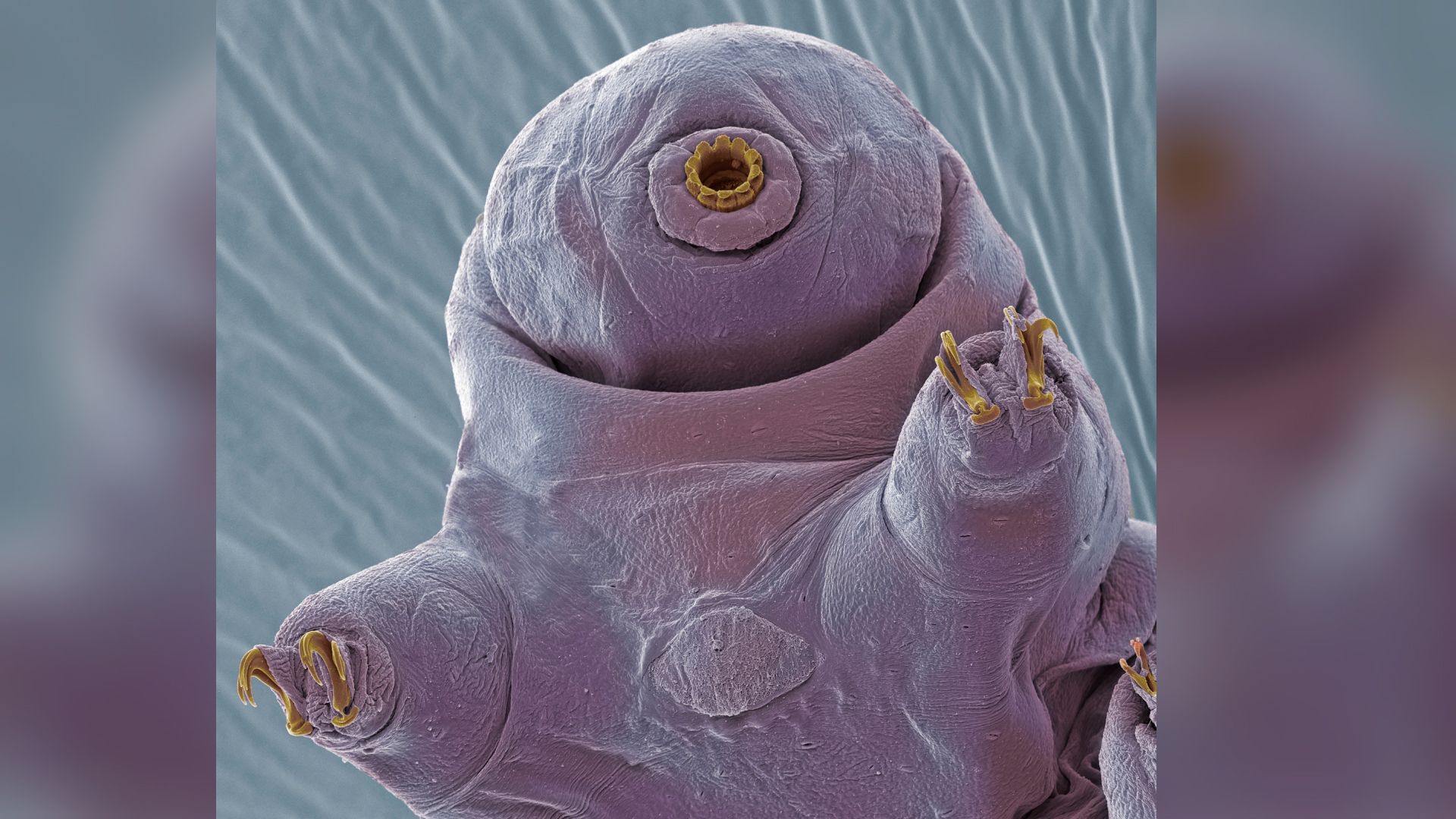 Scientists finally figure out how tardigrades mate | Live Science