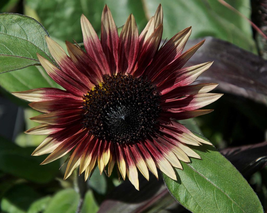 How to grow sunflowers: top tips on planting and caring for these ...