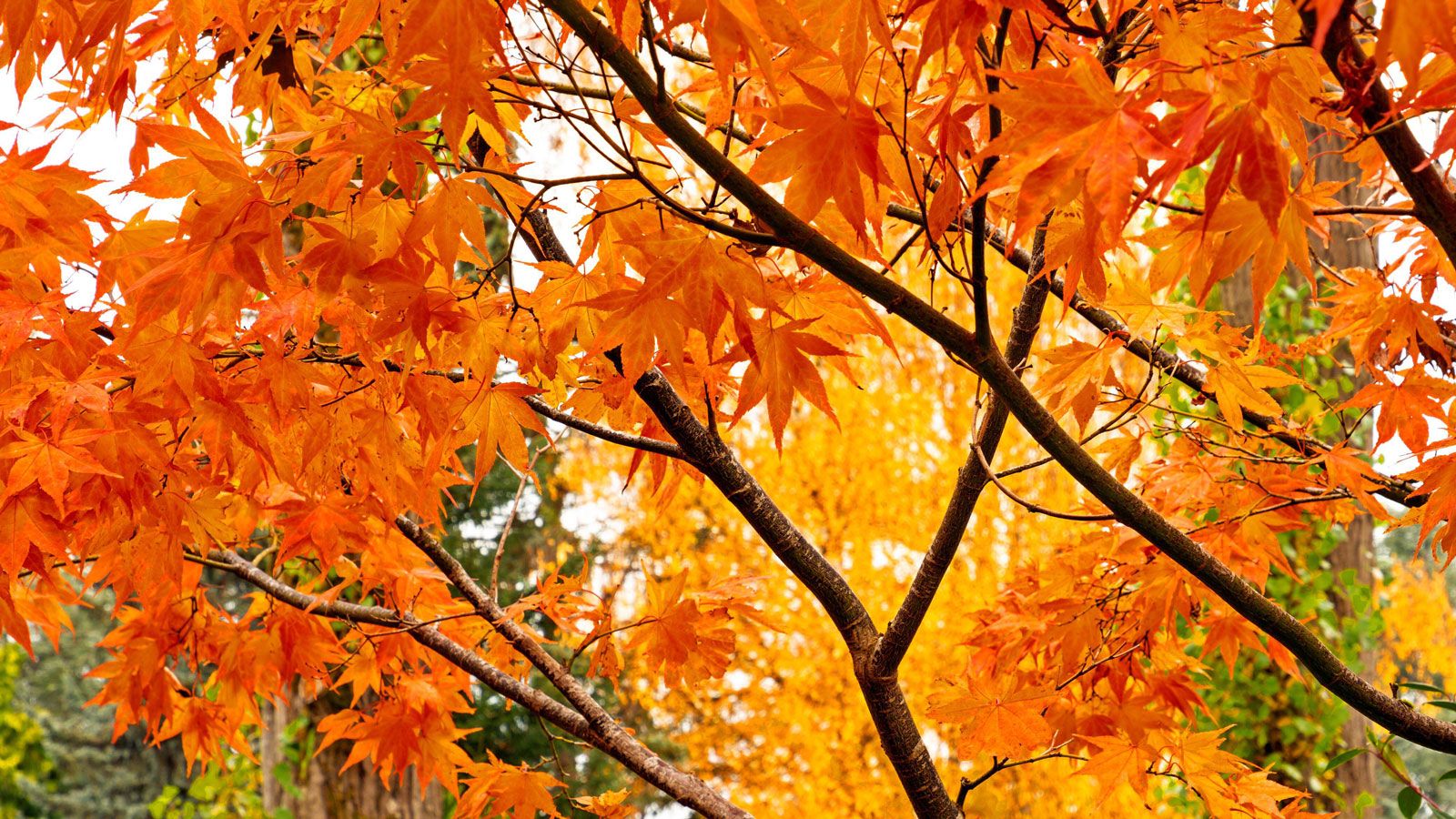 The 6 best trees with fall color for your backyard | Livingetc