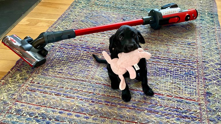 Henry Quick review: cordless vac with quick-release dust bag will put a ...