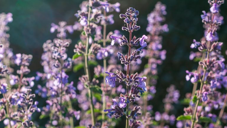 When to prune catmint: 4 simple steps for beautiful blooms | Homes and ...