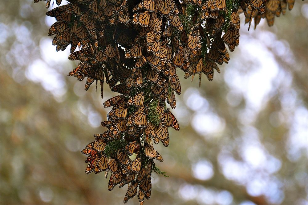 In Photos: The Spectacular Migration of Monarch Butterflies | Live Science