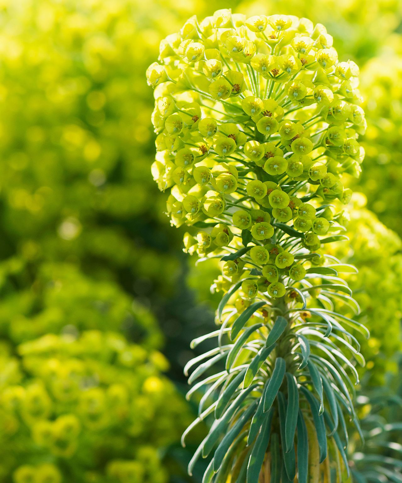 Best slug-repellent plants: 14 slug-proof planting choices | Gardeningetc