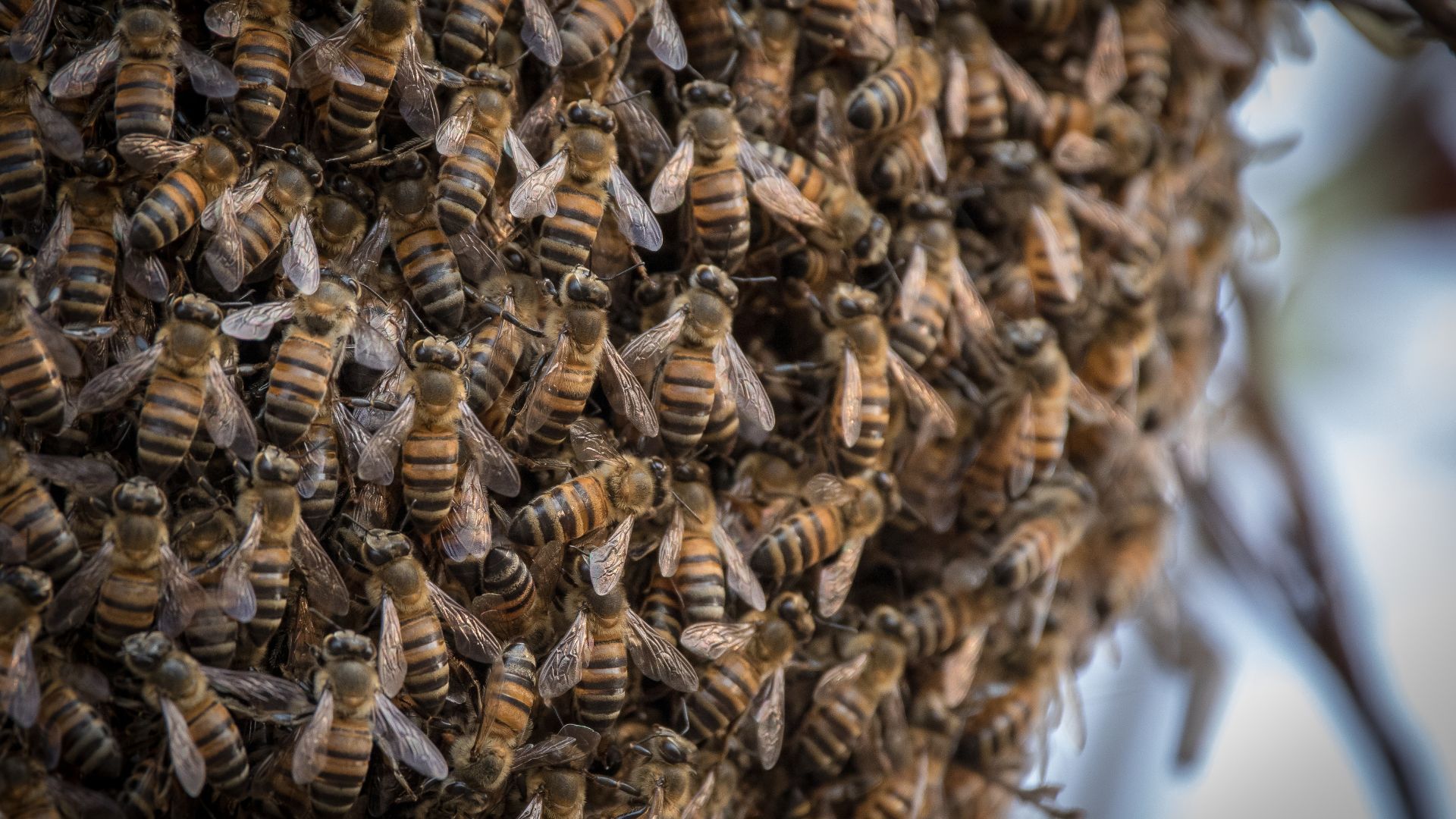 Killer bees stung a man 250 times in swarm attack, but he survived. How ...