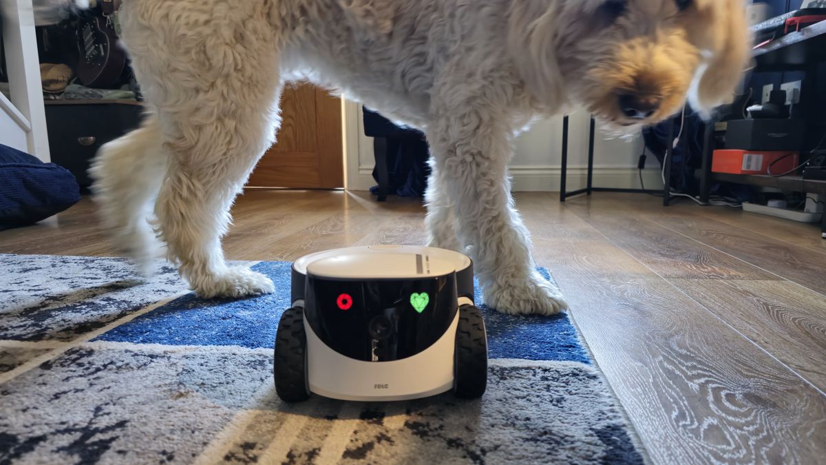 The best pet camera | Digital Camera World