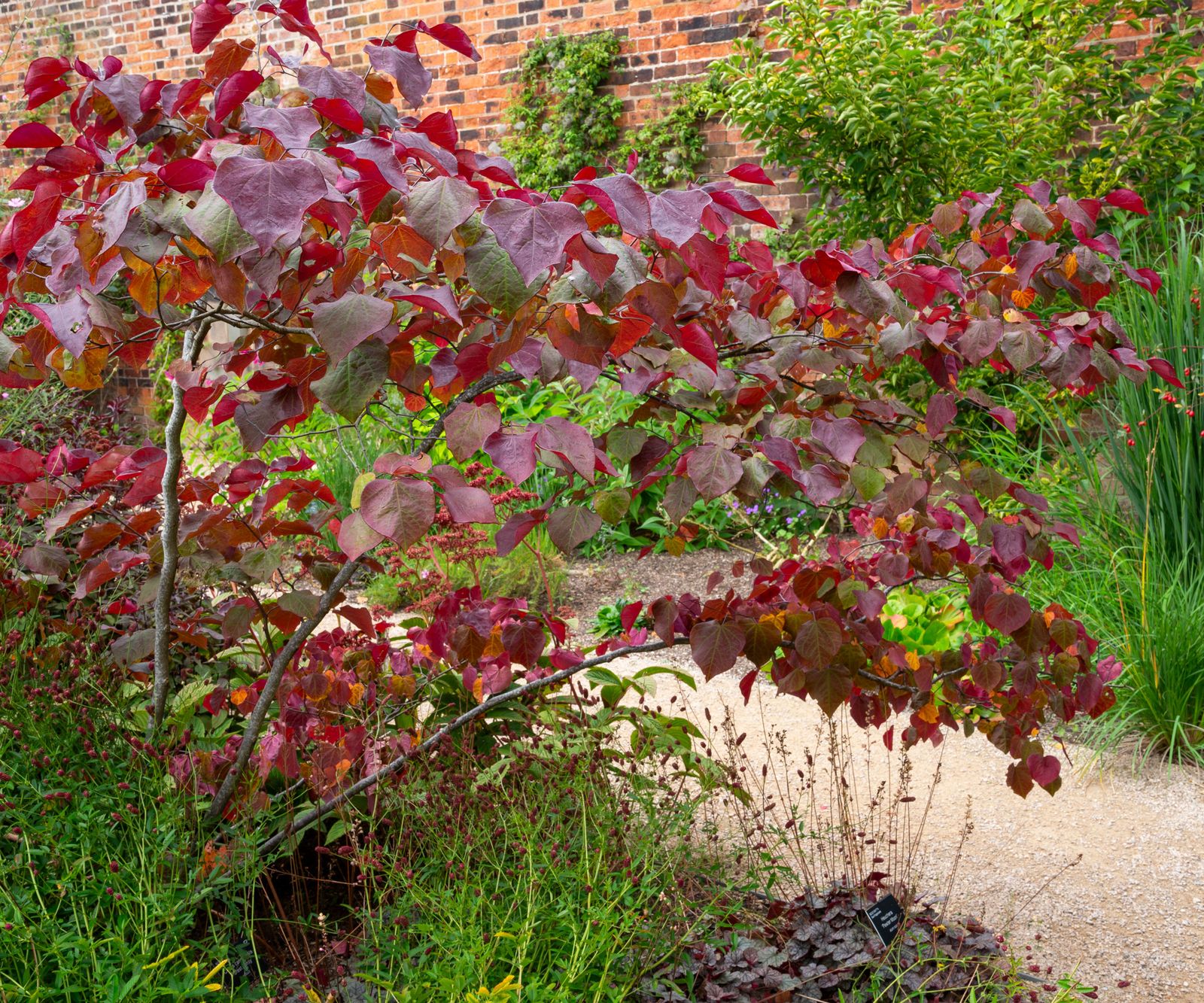 The 6 best trees with fall color for your backyard | Livingetc