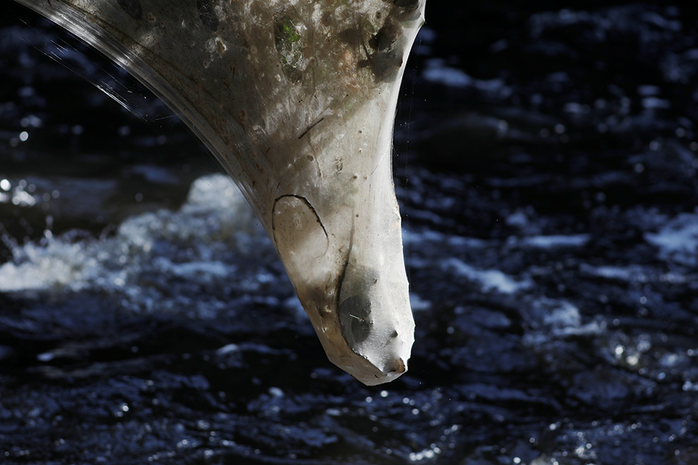 The bewitching creepiness of Jerusalem's giant spider webs | The Week