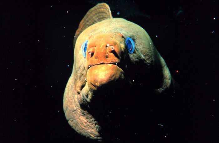 Photos: The freakiest-looking fish | Live Science