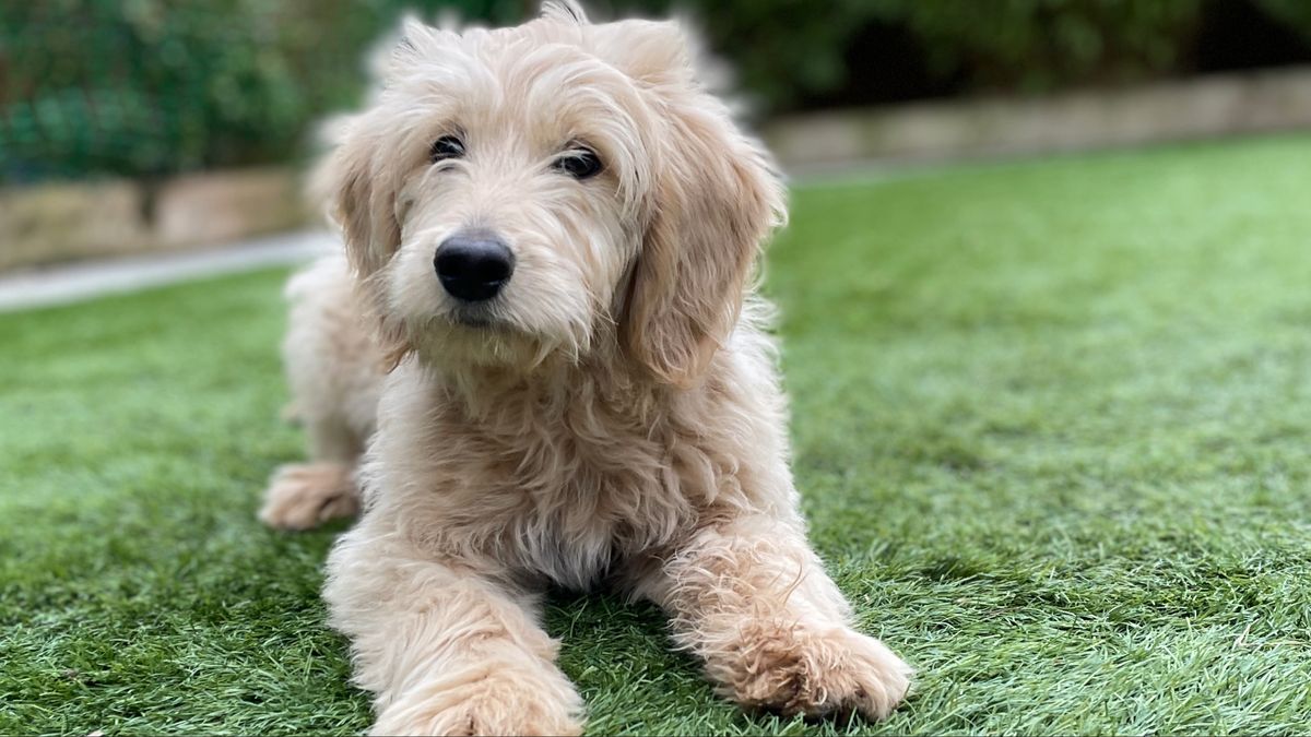32 cutest dog breeds from around the world | PetsRadar