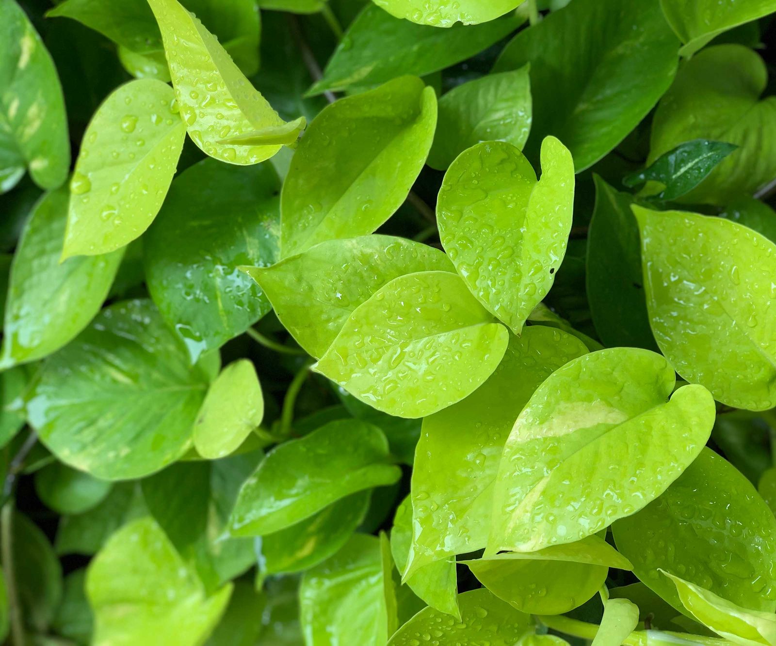 Why is my pothos wilting? Solve this problem with these tips | Homes ...